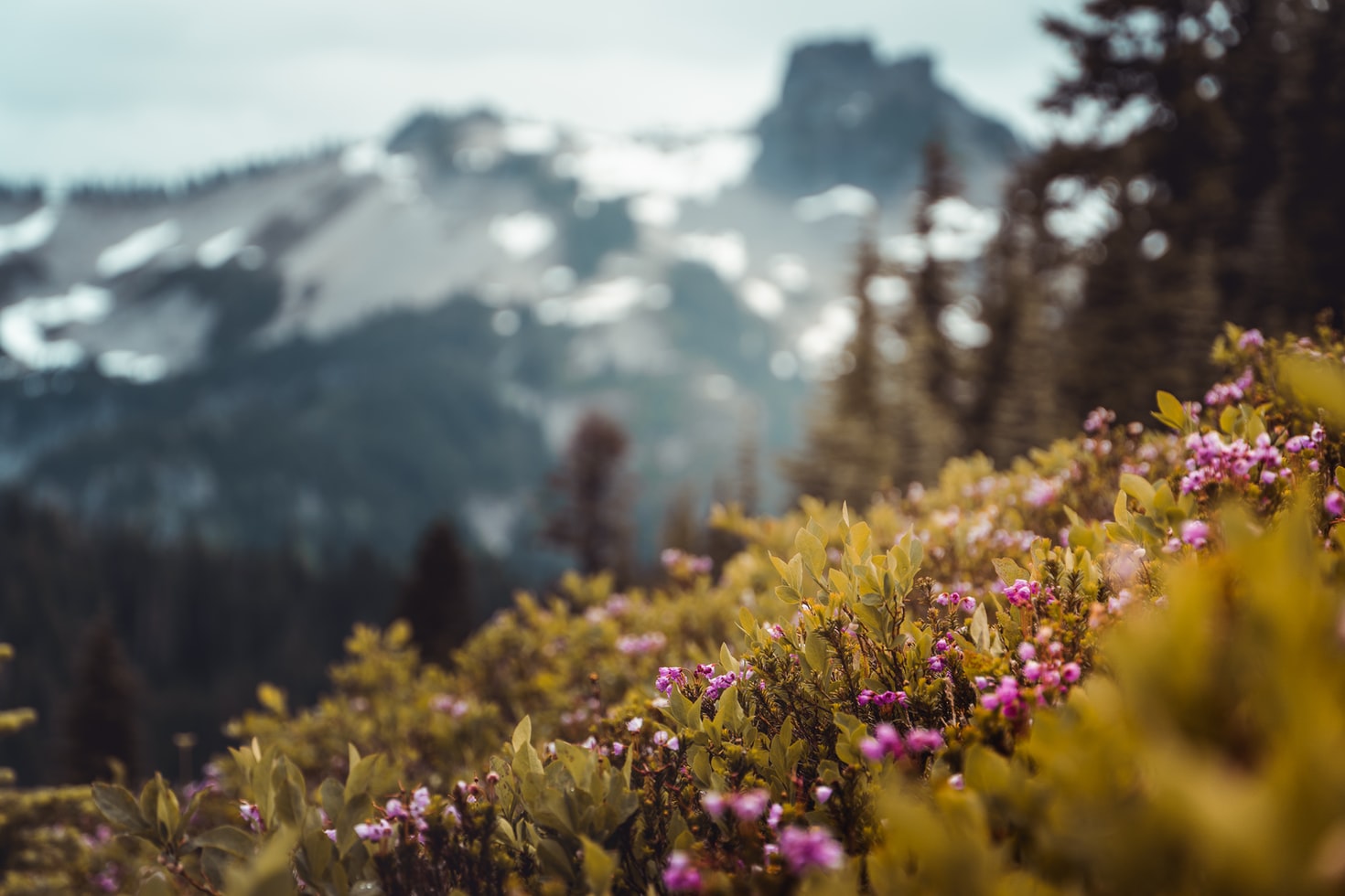 The Best Places to Live in Washington State (A 2023 Guide) - Bellhop