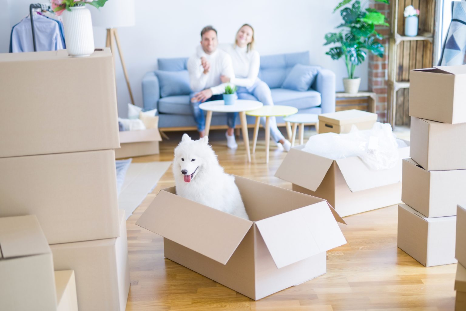 Emotional Support Animal (ESA) Letter for Housing 101 Guide - Bellhop